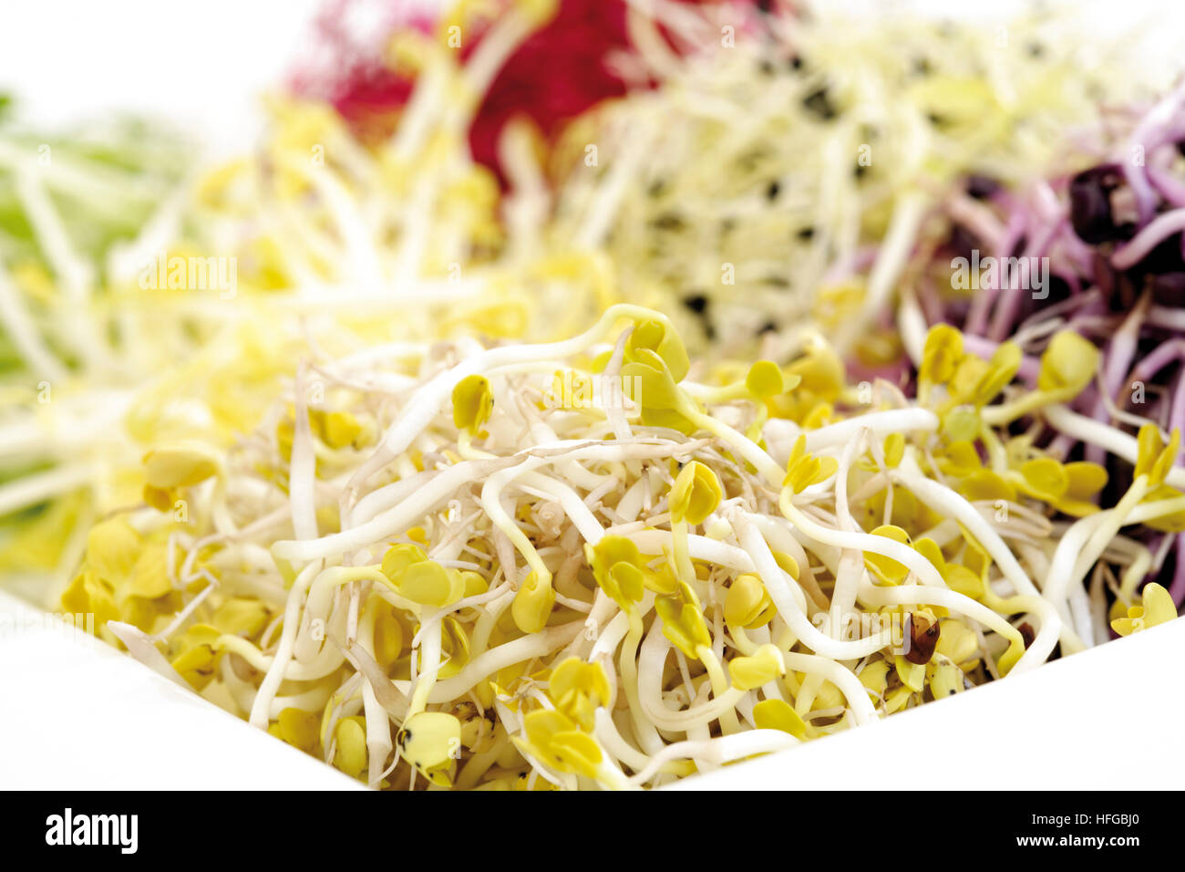 Closeup radish seedlings sprouts hi-res stock photography and images ...