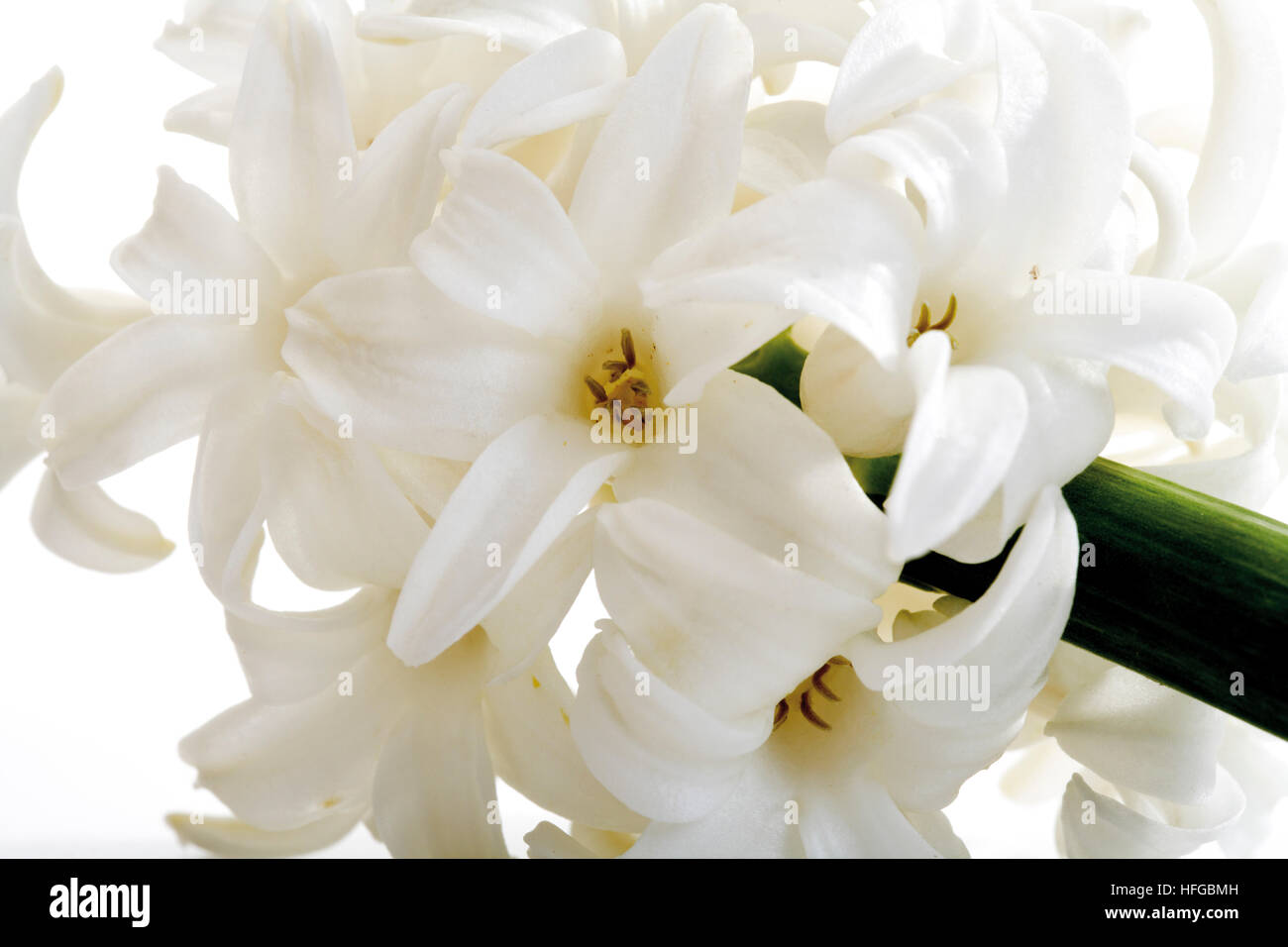 White Hyacinth (Hyacinthus Stock Photo - Alamy