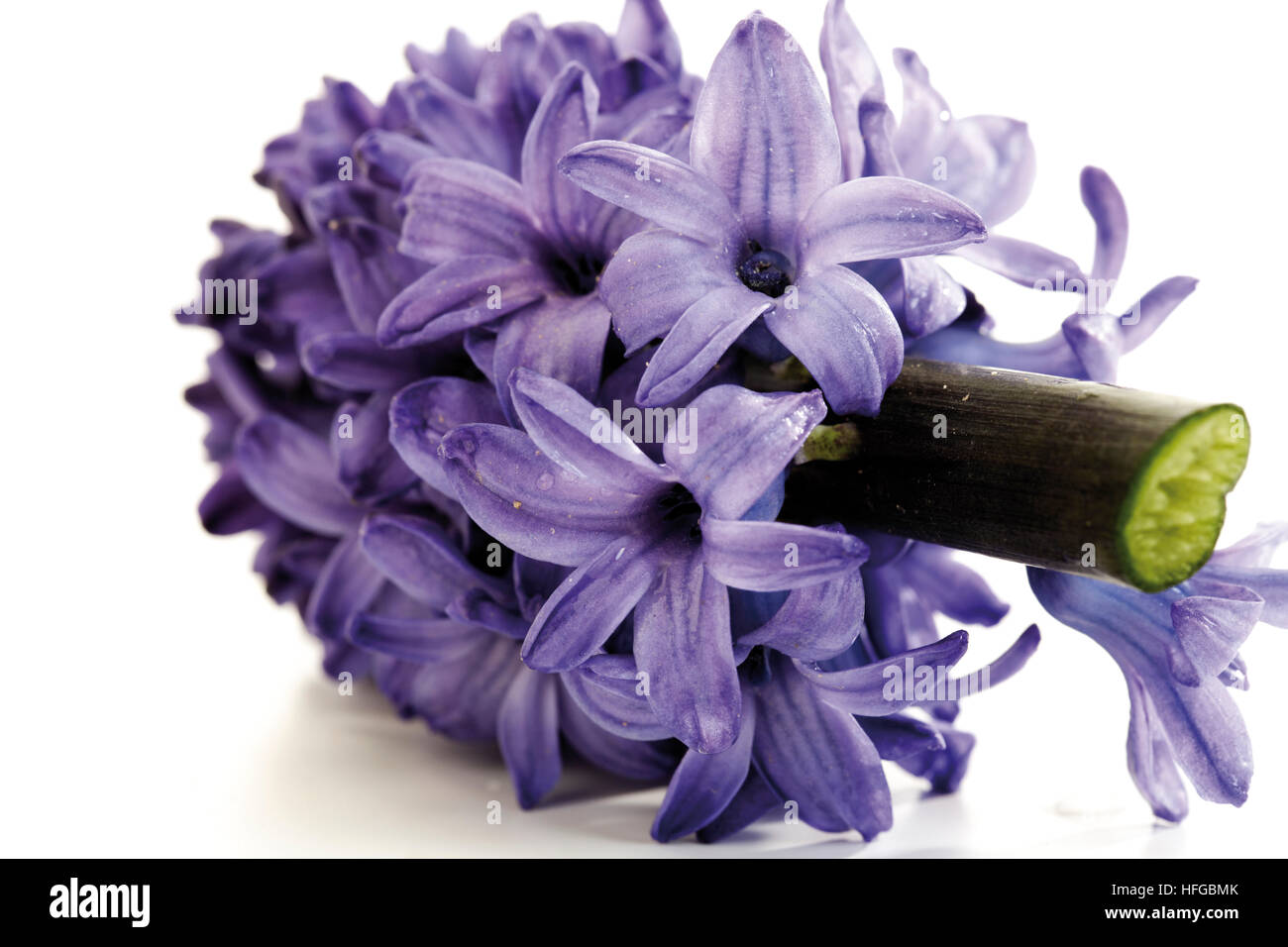 Blue Hyacinth (Hyacinthus Stock Photo - Alamy
