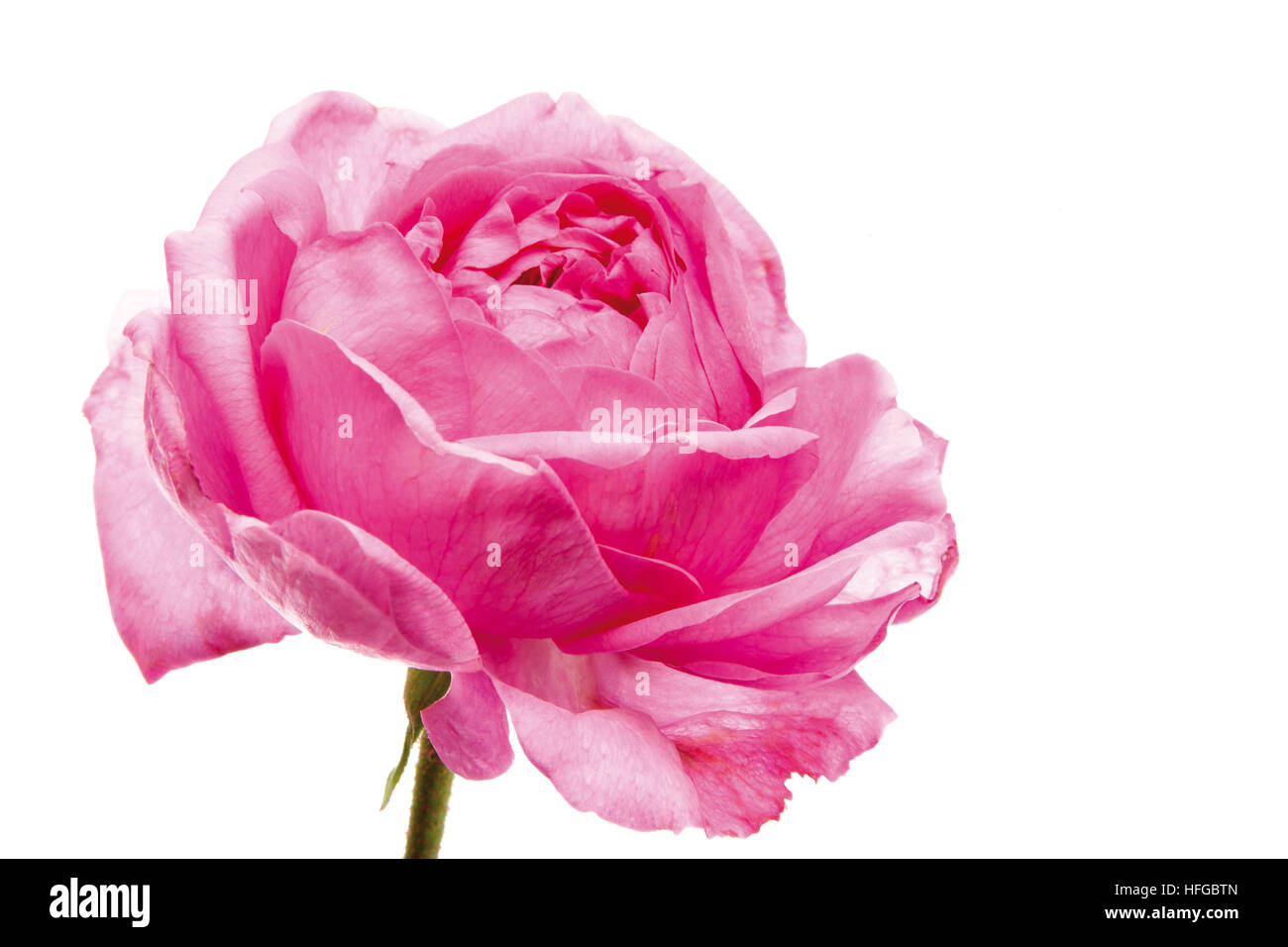 Floribunda rose varieties Cut Out Stock Images & Pictures - Alamy