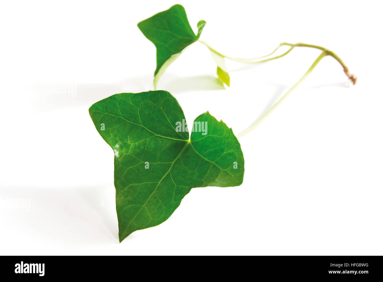 Ivy plant cut outs hi-res stock photography and images - Alamy