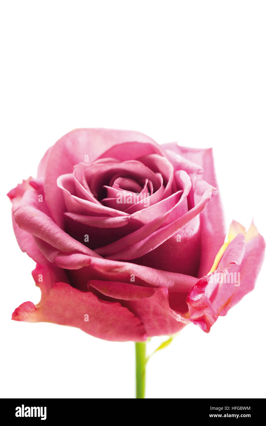 Dusky rose flowers hi-res stock photography and images - Alamy