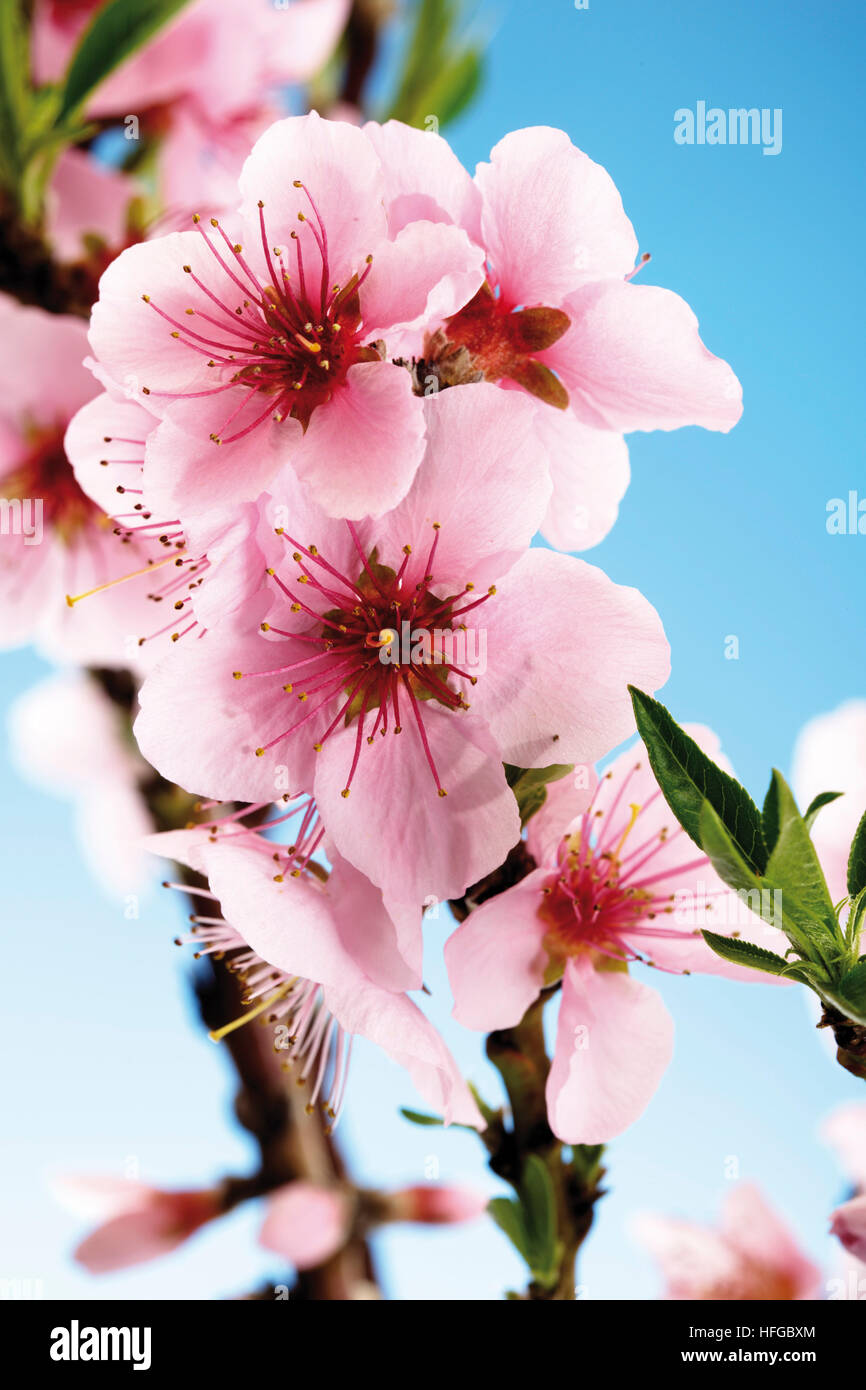 Nectarine blossoms (Prunus persica Stock Photo - Alamy