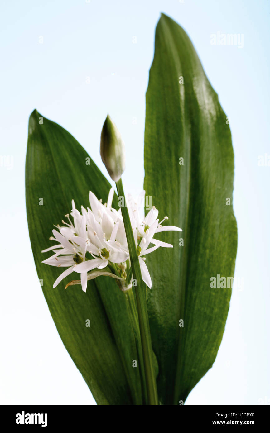 Ramsons or Bear's Garlic (Allium ursinum Stock Photo - Alamy