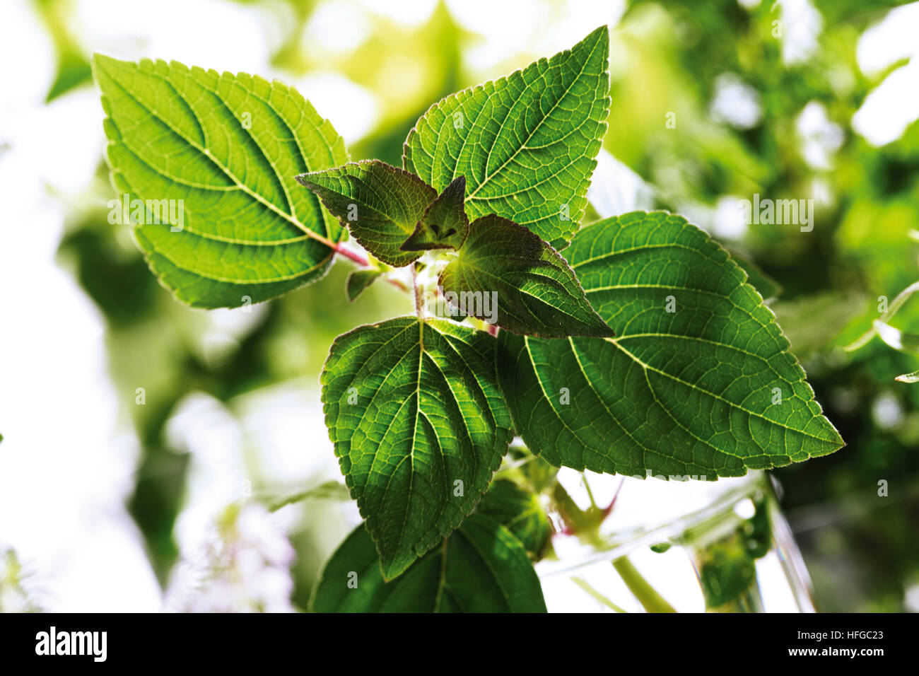 Pineapple sage pot hi-res stock photography and images - Alamy