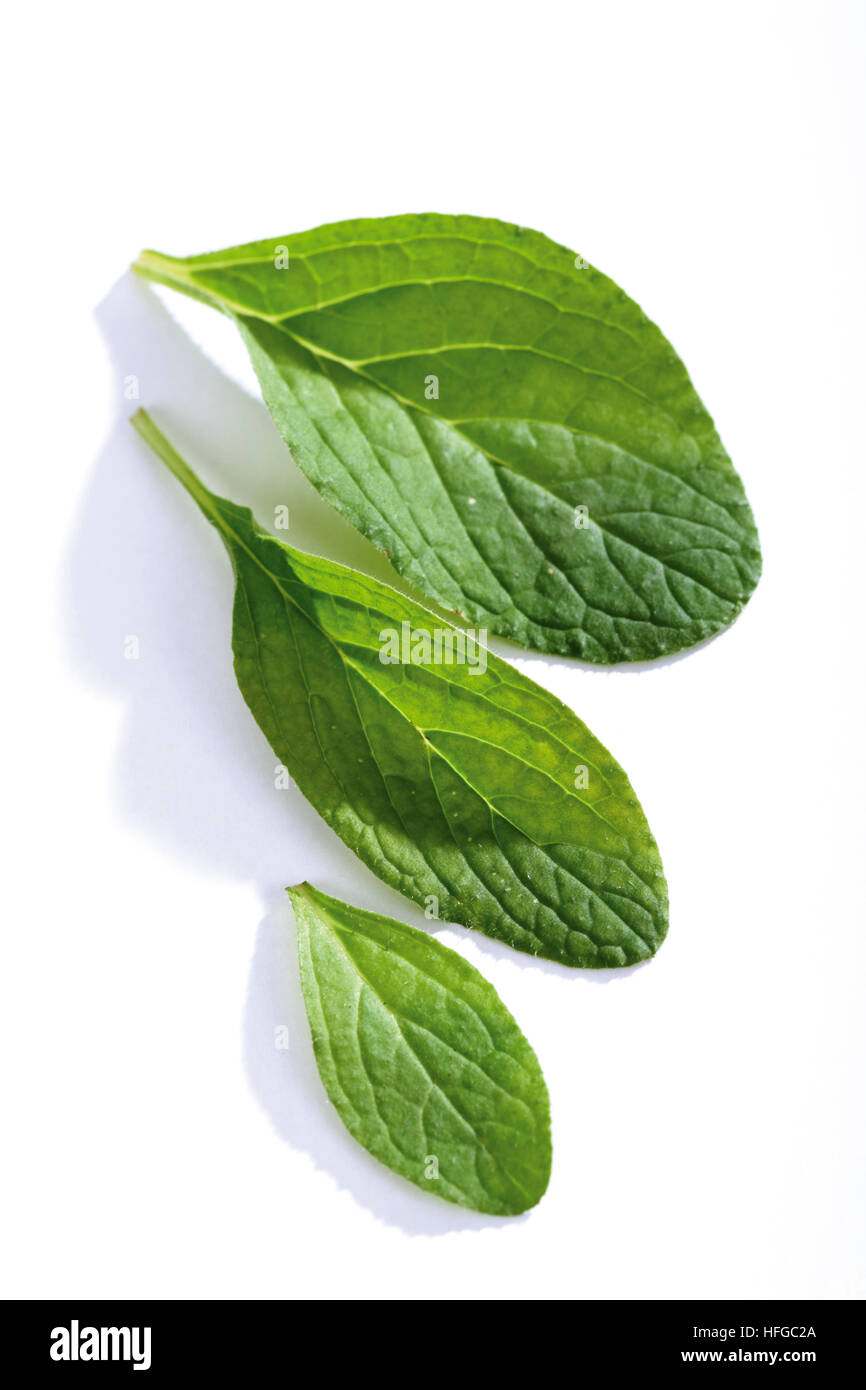 Borage (Borago officinalis Stock Photo - Alamy