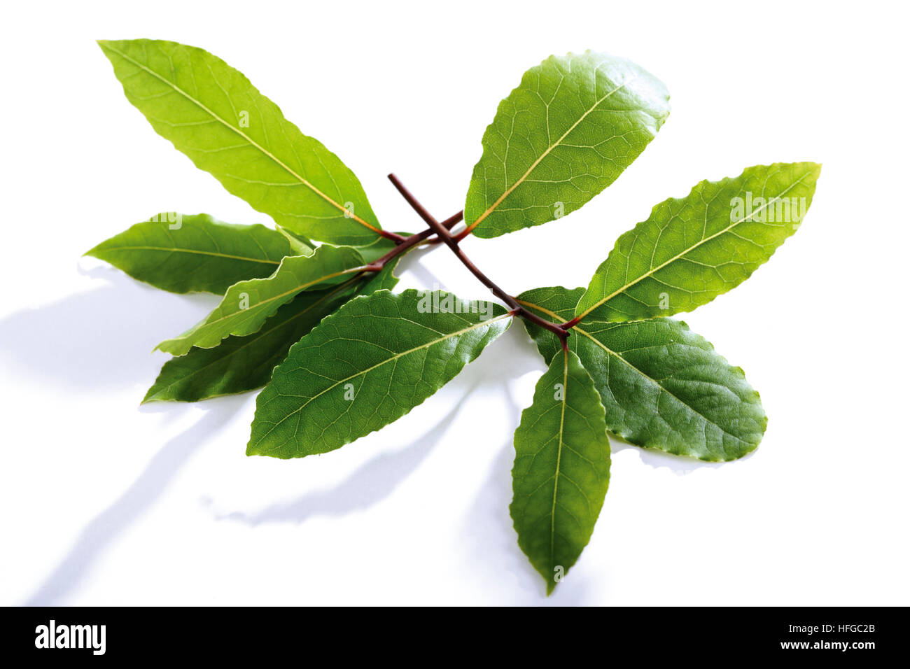 Laurus nobilis pot hi-res stock photography and images - Alamy