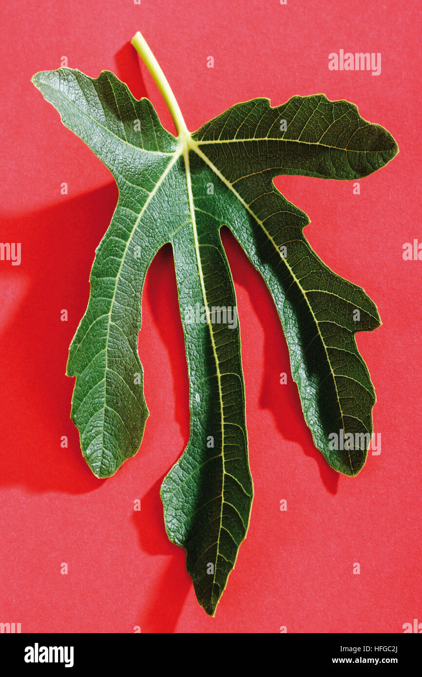 Adam fig leaf hi-res stock photography and images - Alamy