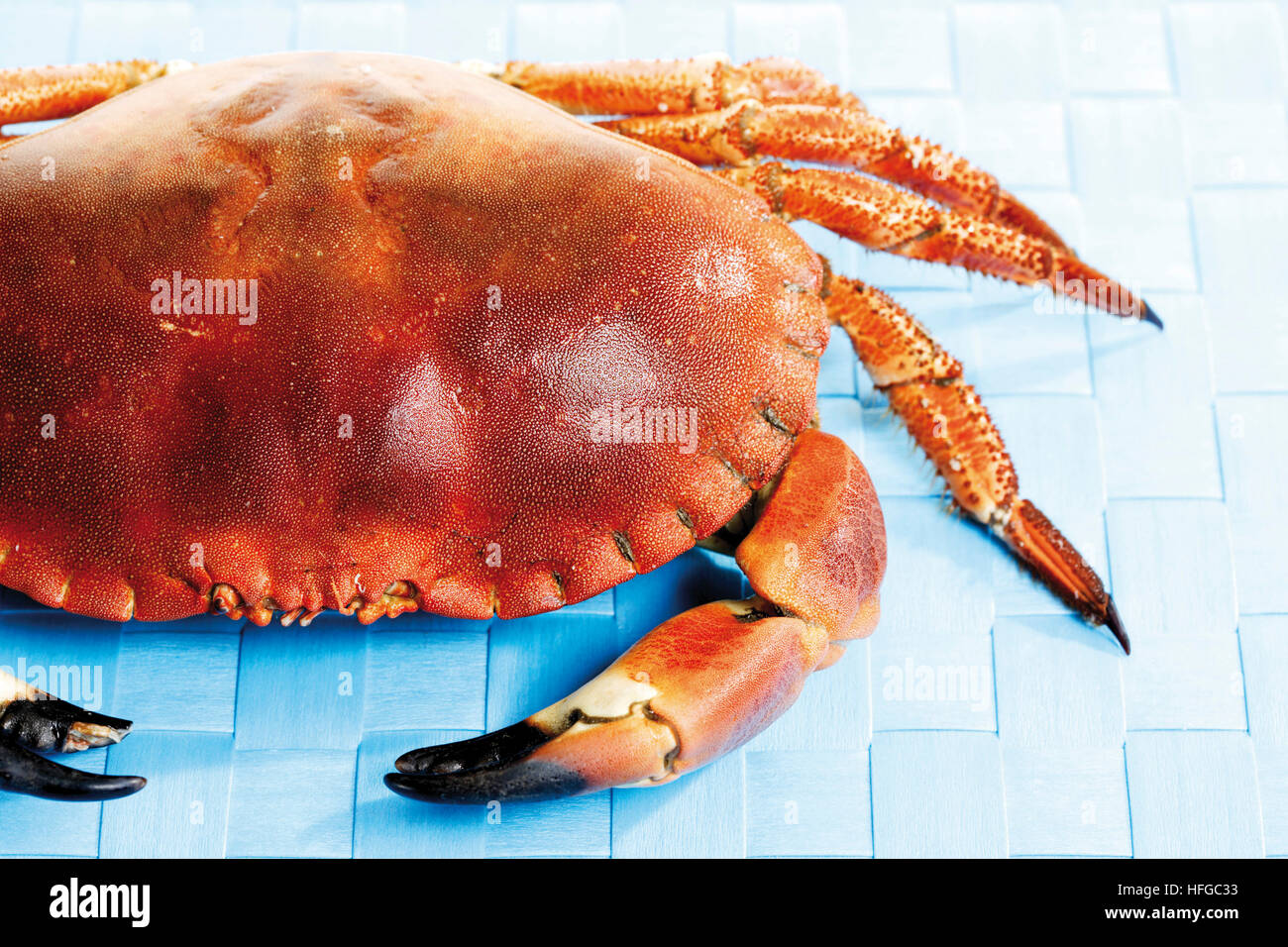 Edible Crab (Cancer pagurus Stock Photo - Alamy
