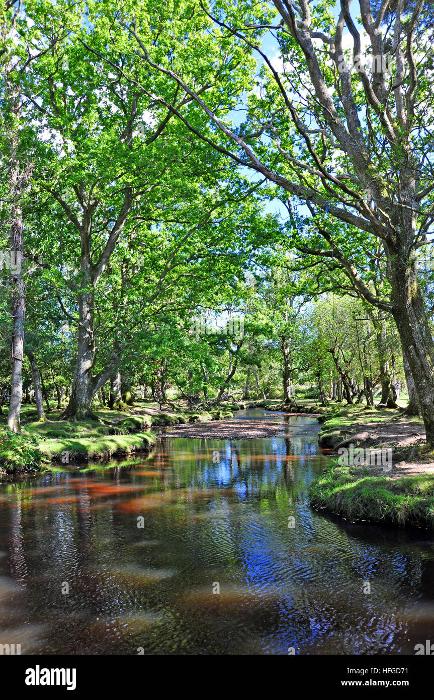 New Forest Stream Stock Photo - Alamy