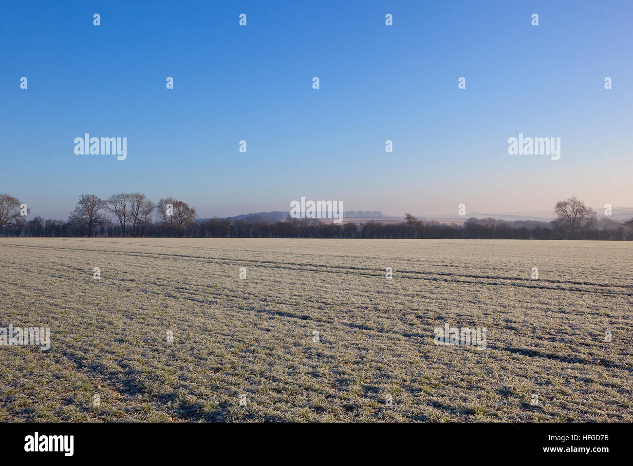 A winter wheat field covered in frost with trees, hills and hedgerows ...