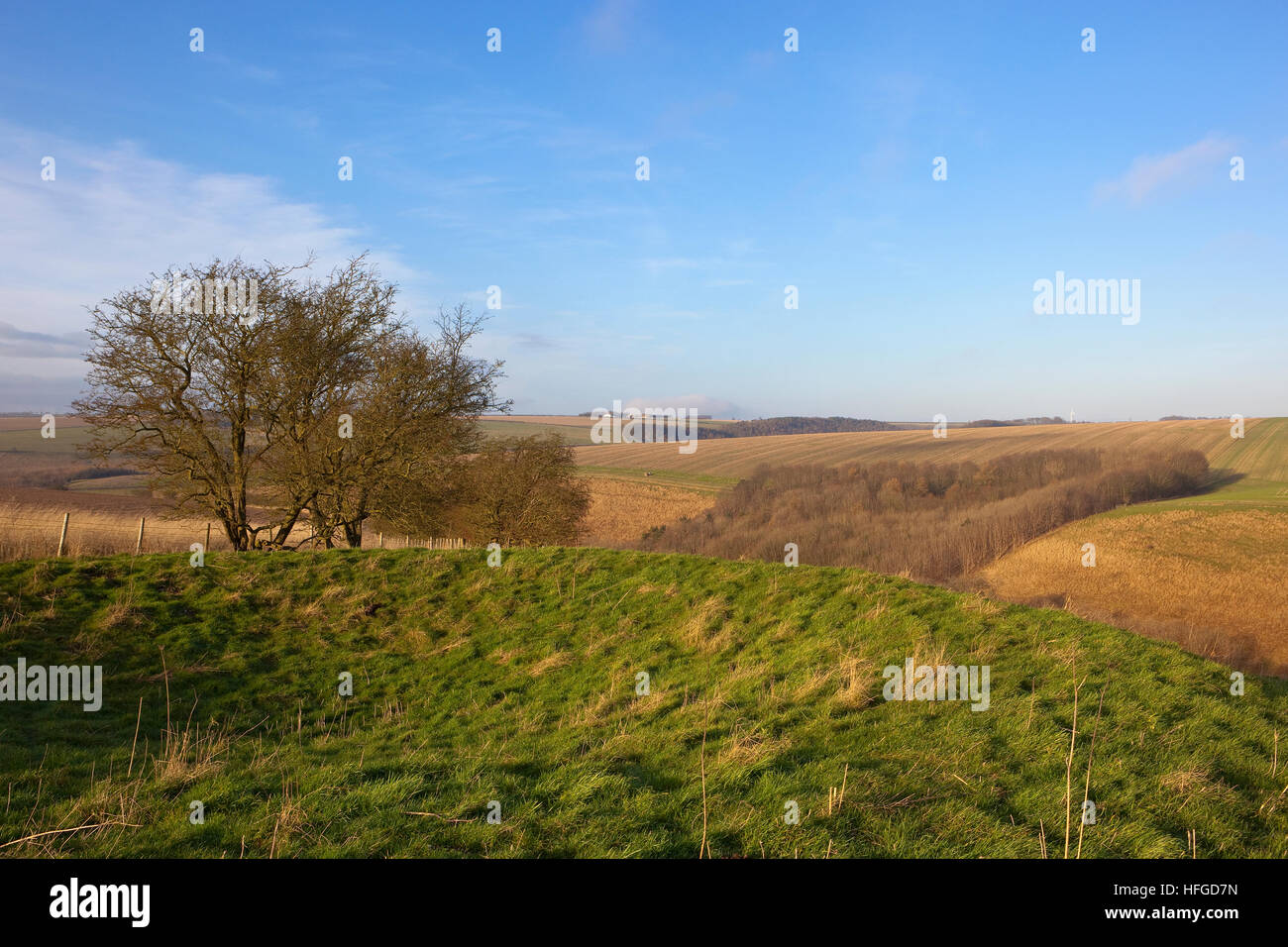 Hawthorn trees by a grassy burial mound or tumulus in the patchwork ...
