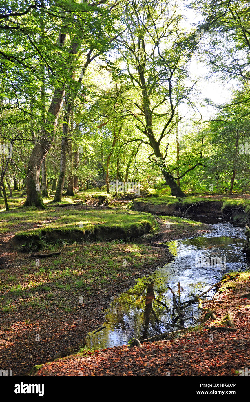 New Forest Stream Stock Photo - Alamy