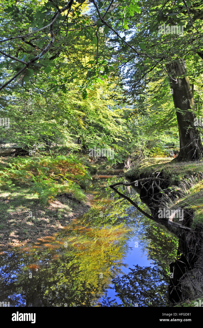 Reflections in a New forest Stream Stock Photo - Alamy