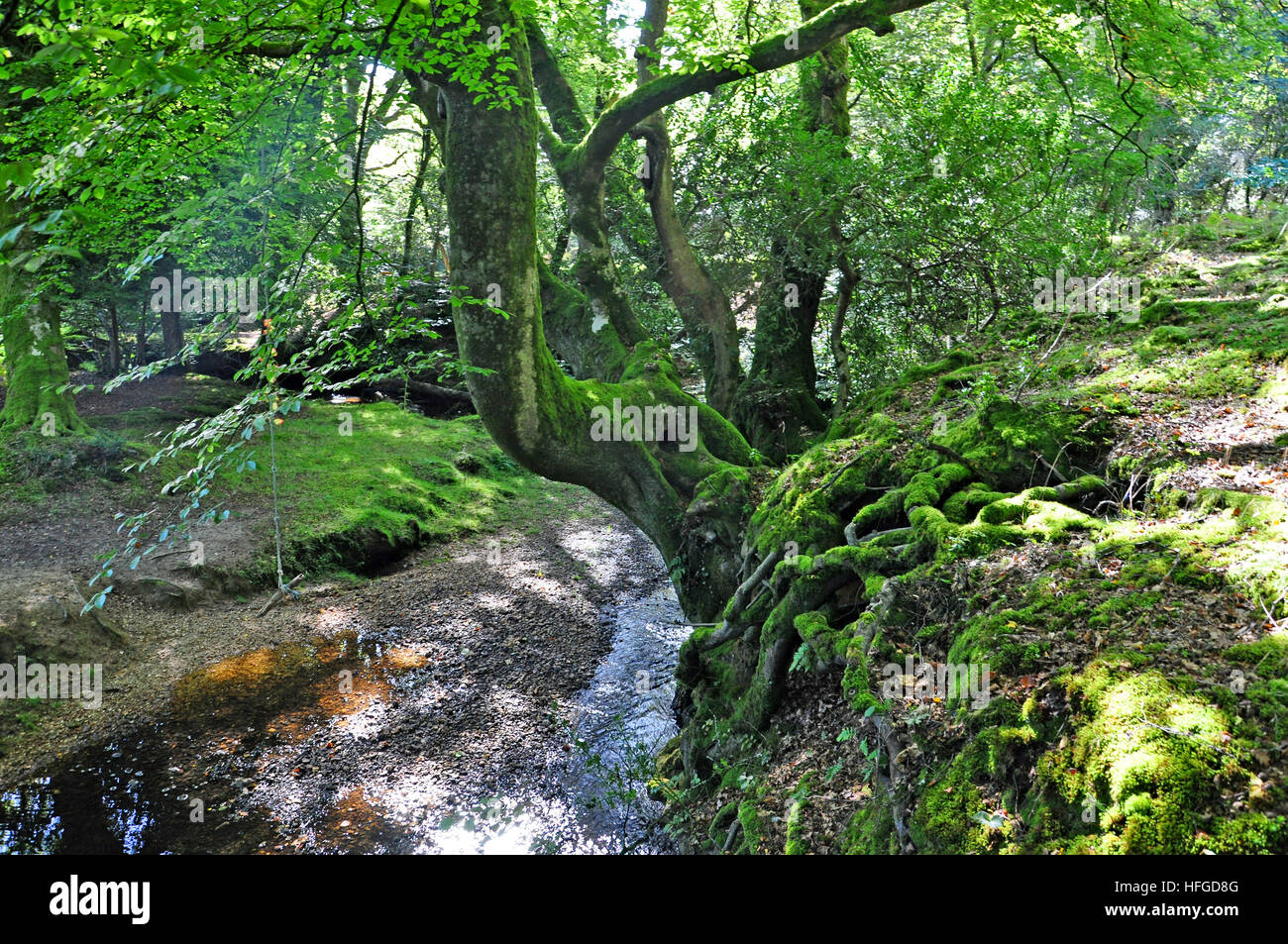 New Forest Stream Stock Photo - Alamy