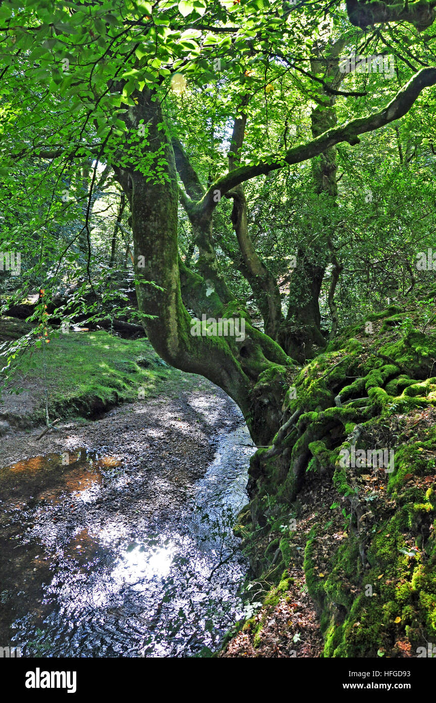 New Forest Stream Stock Photo - Alamy