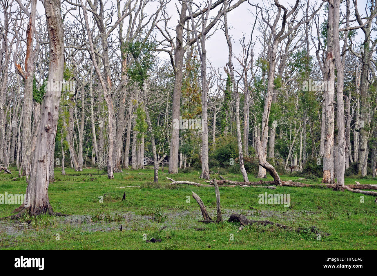 Dead oak forest in the New Forest National Park, England Stock Photo ...