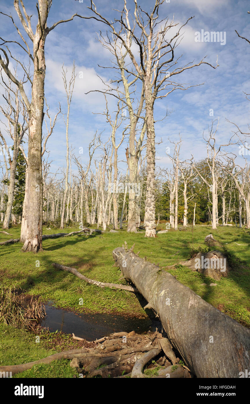 Old dead tree fallen over hi-res stock photography and images - Alamy