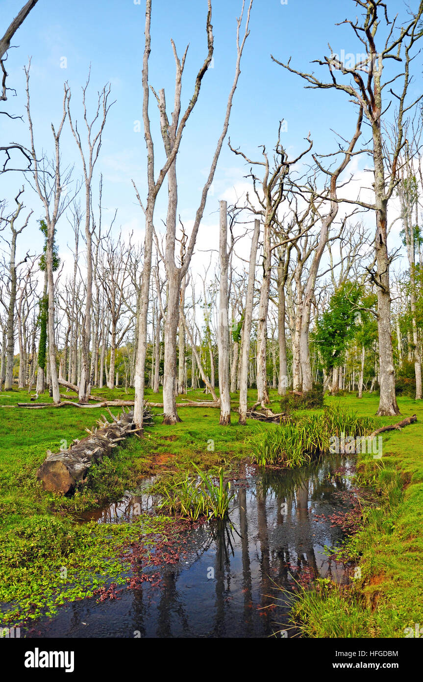 Stream flowing through a dead oak forest. New Forest National Park ...