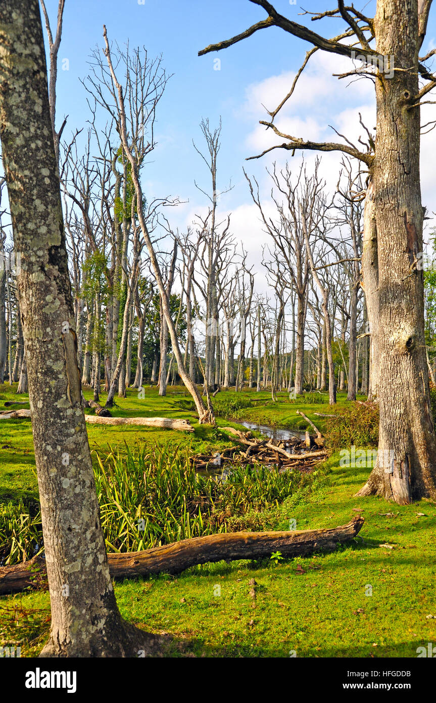 Stream flowing through a dead oak forest. New Forest National Park ...