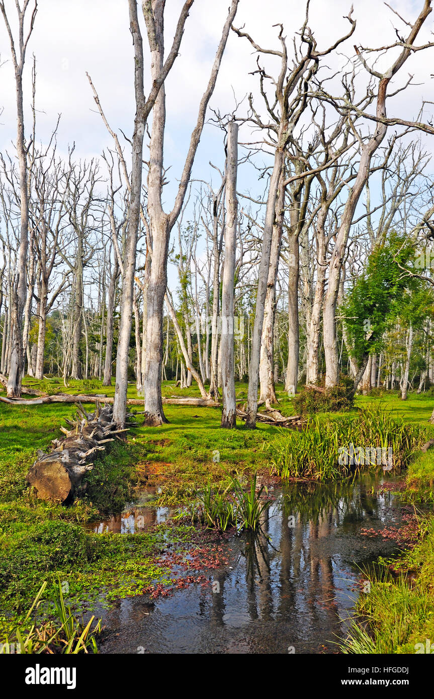 Stream flowing through a dead oak forest. New Forest National Park ...