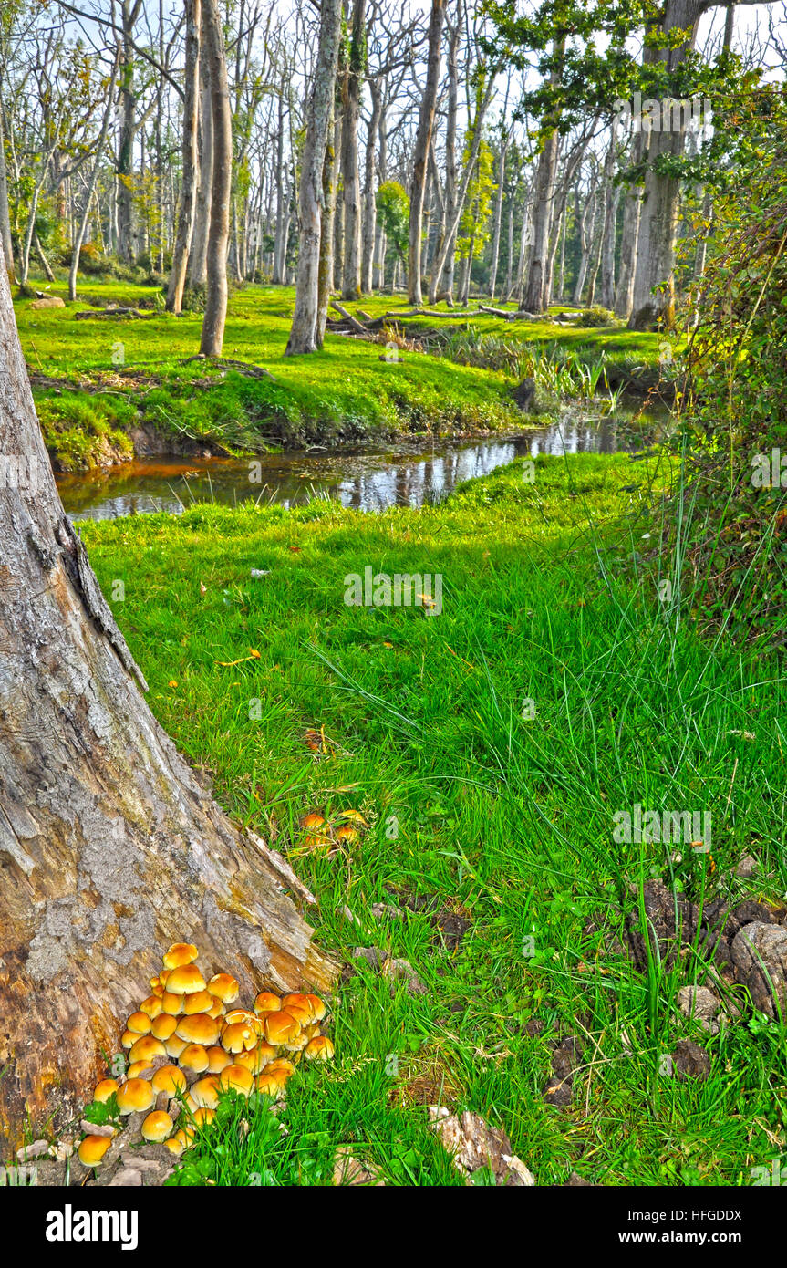 Stream flowing through dead oak forest. New Forest National Park ...
