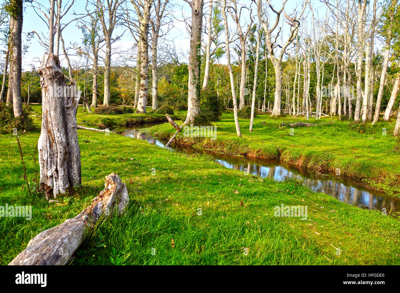 Stream flowing through dead oak forest in the New Forest National Park ...