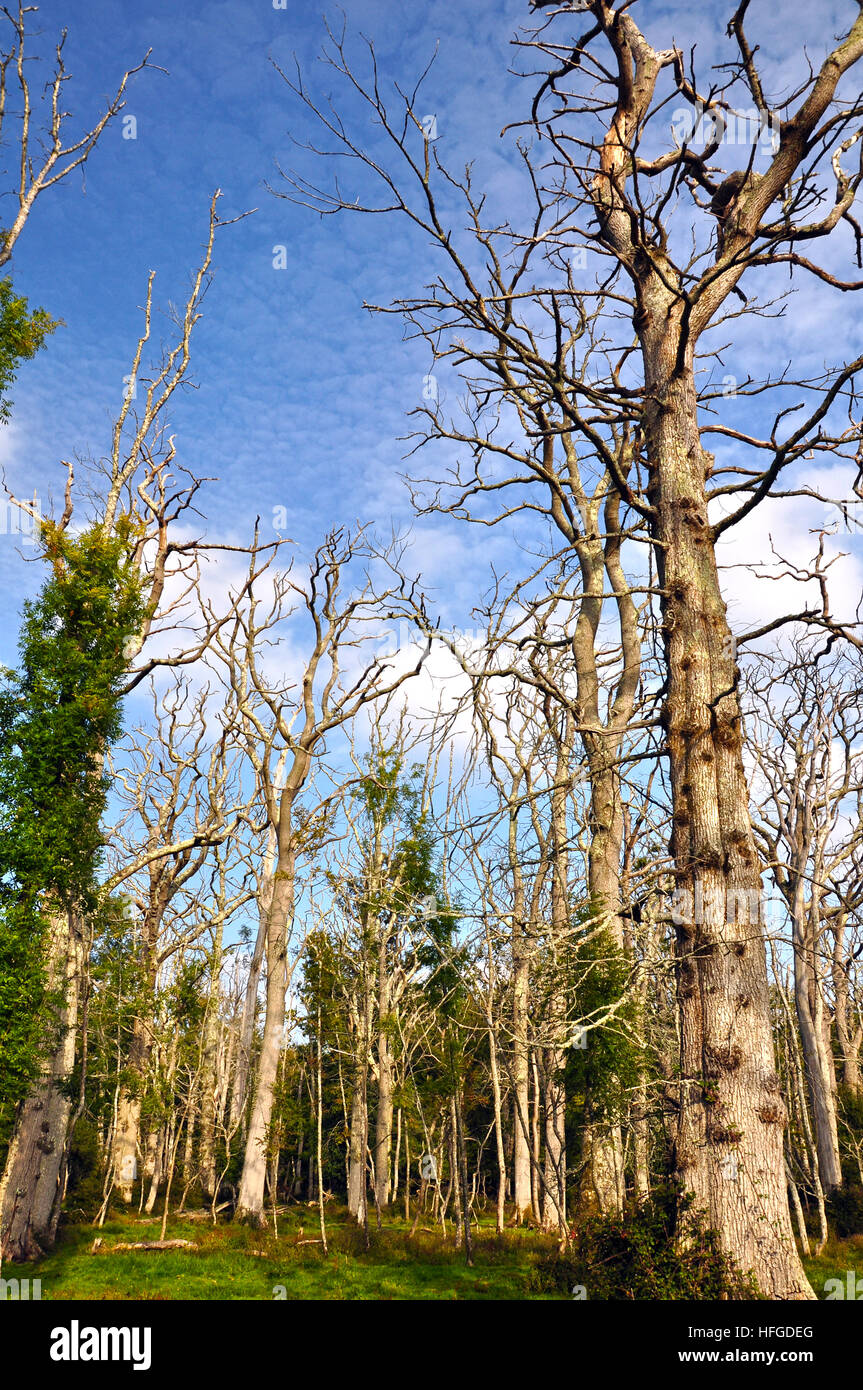 Dead oak forest. New Forest National Park, England Stock Photo - Alamy