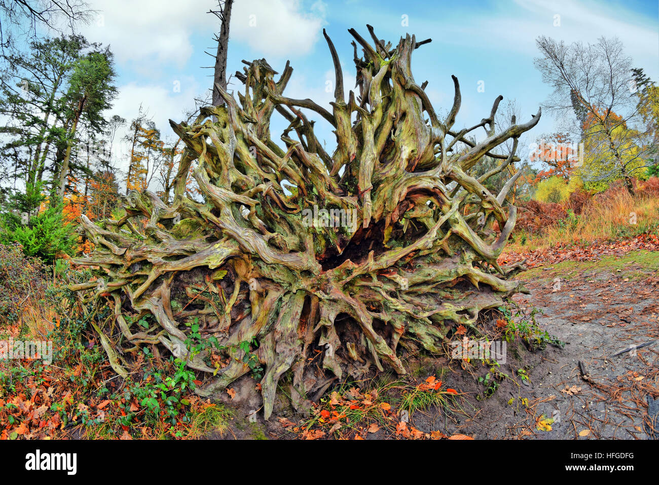 Tree root fallen in New Forest National Park, Hampshire, England Stock ...