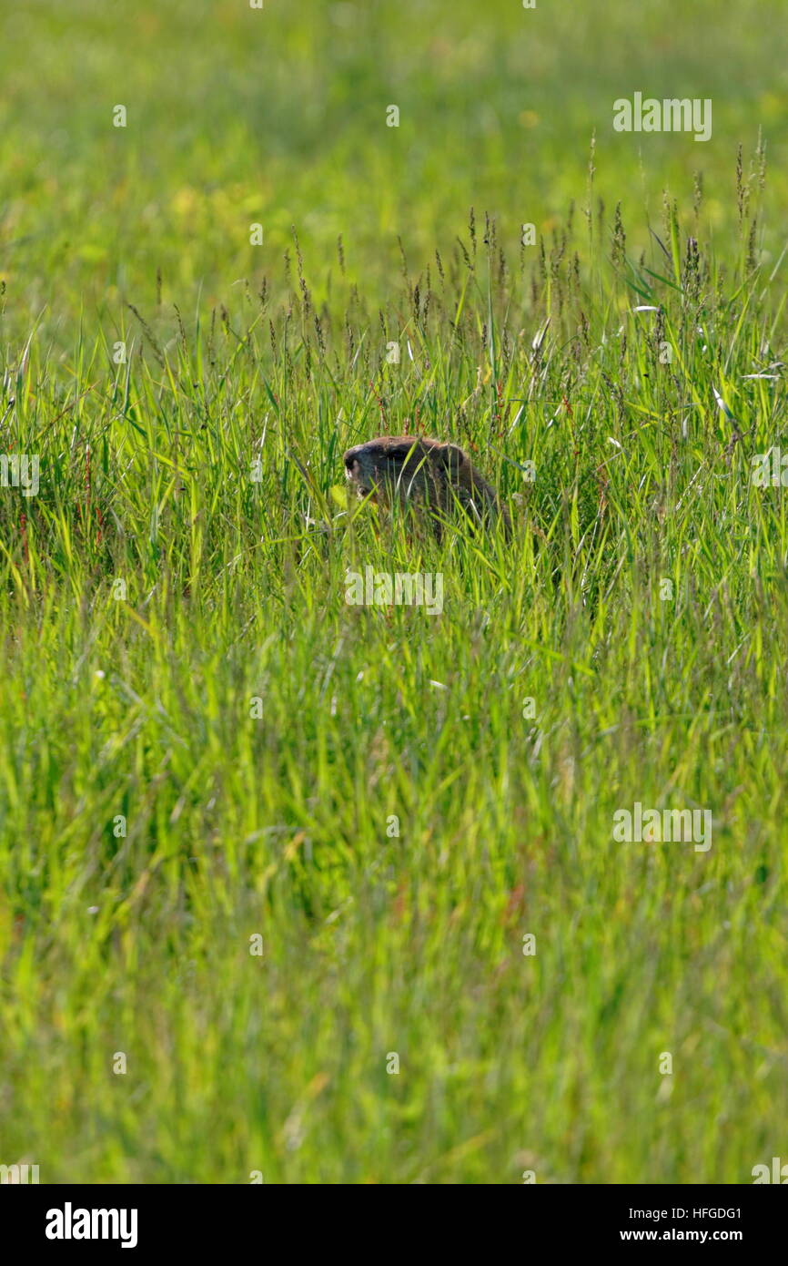 A groundhog in a hay field Stock Photo - Alamy