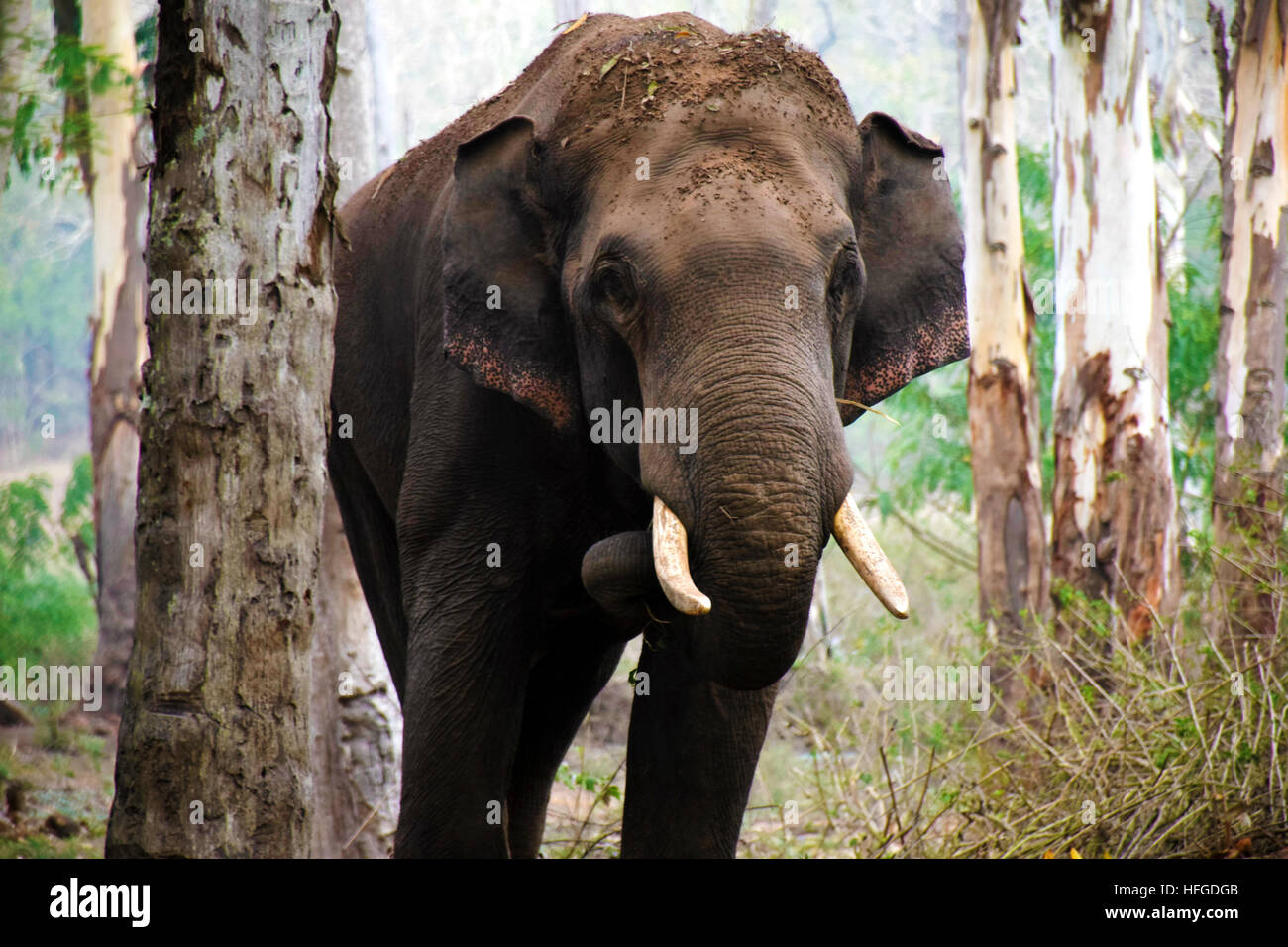 Elephant Attacking Stock Photos & Elephant Attacking Stock Images - Alamy