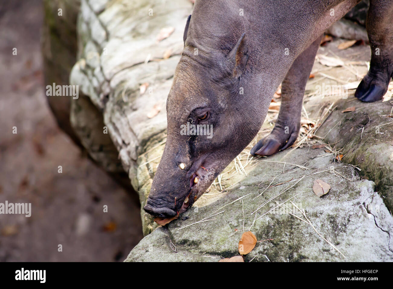 Close up of a babirusa (Buru babirusa), also called a deer-pig Stock ...