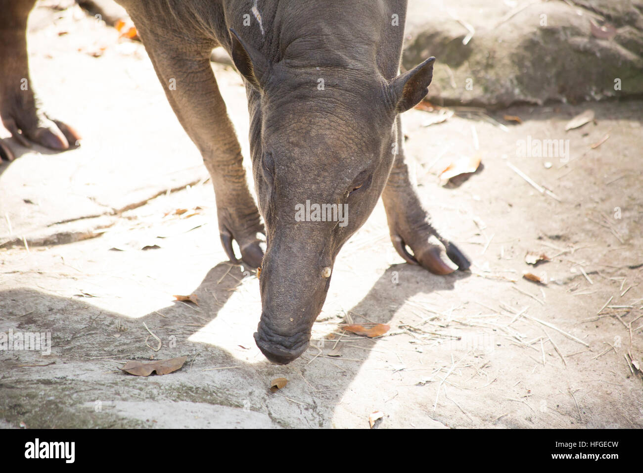 Close up of a babirusa (Buru babirusa), also called a deer-pig Stock ...