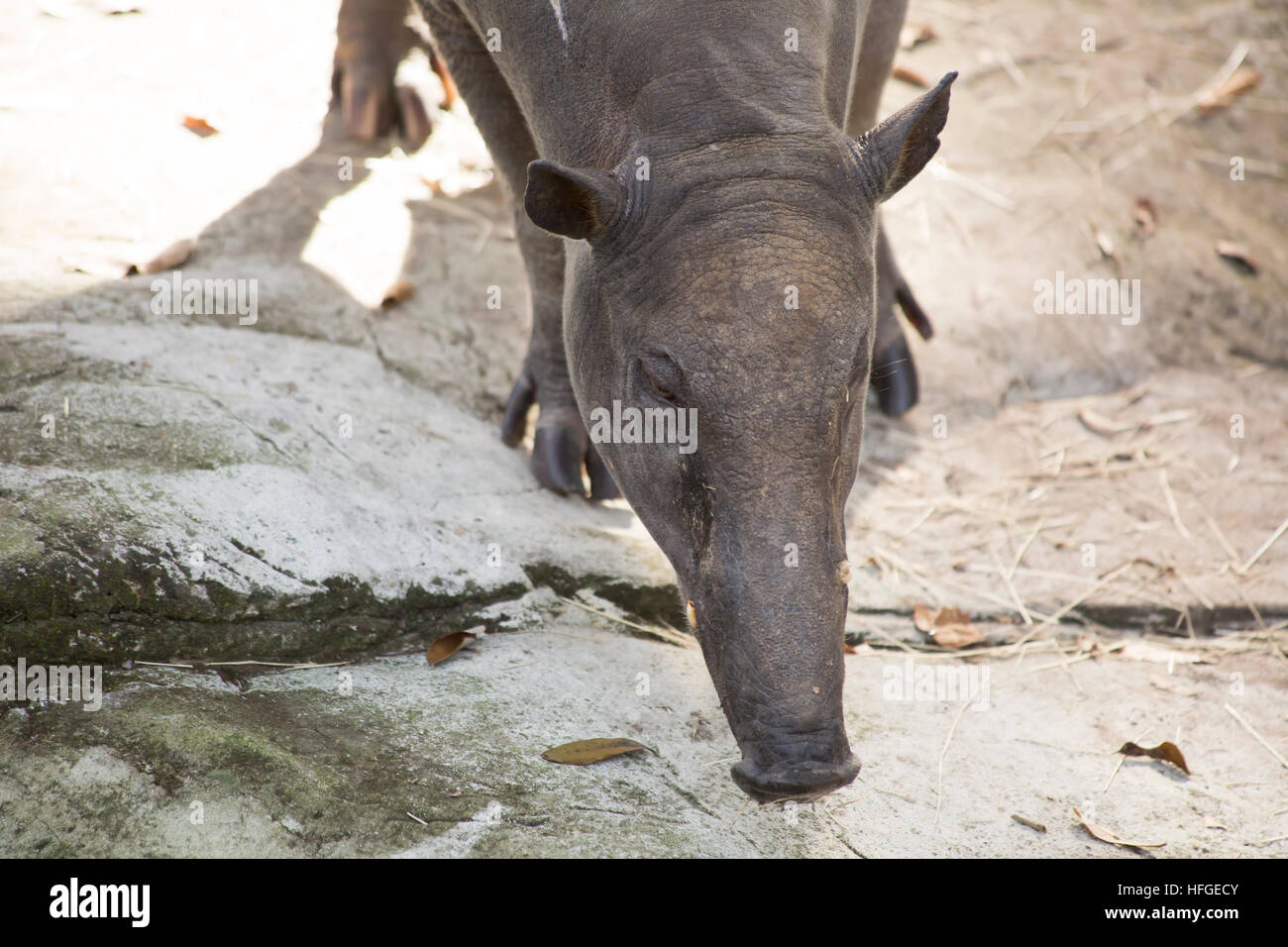 Called deer pig hi-res stock photography and images - Alamy