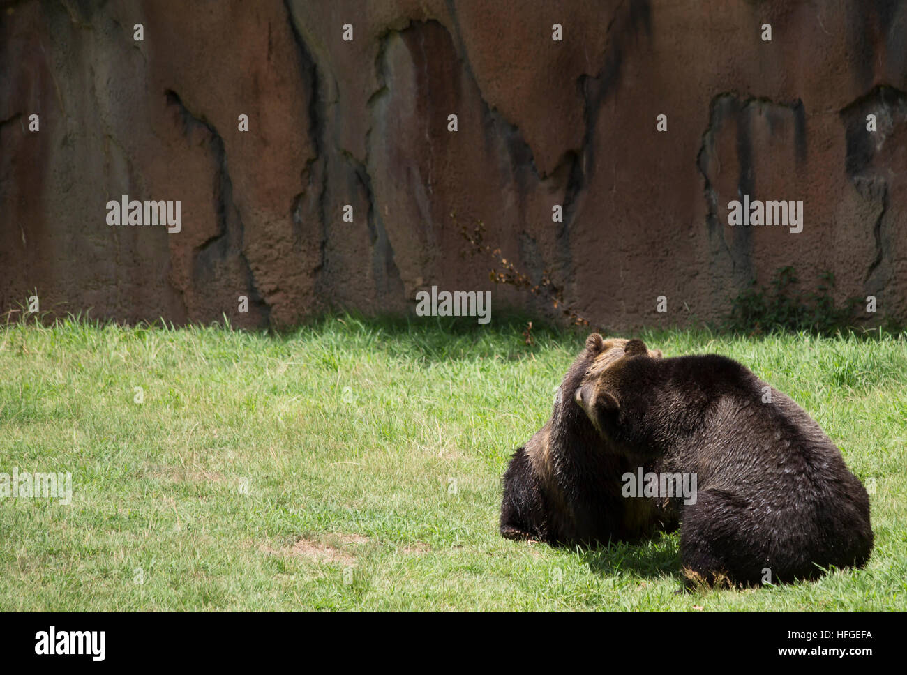 Brown bears (Ursus arctos) mating Stock Photo - Alamy