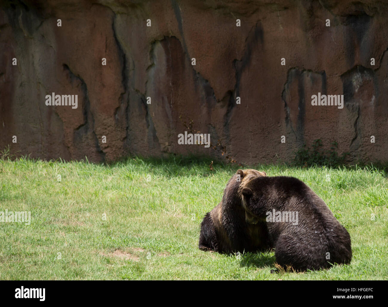 Bears mating hi-res stock photography and images - Alamy