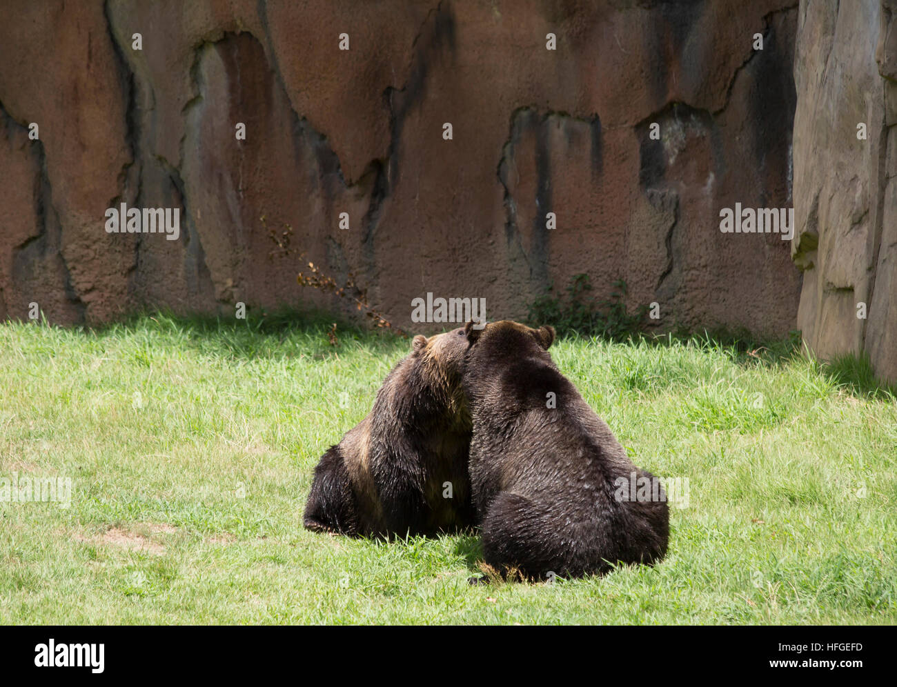 Brown bears (Ursus arctos) mating Stock Photo - Alamy