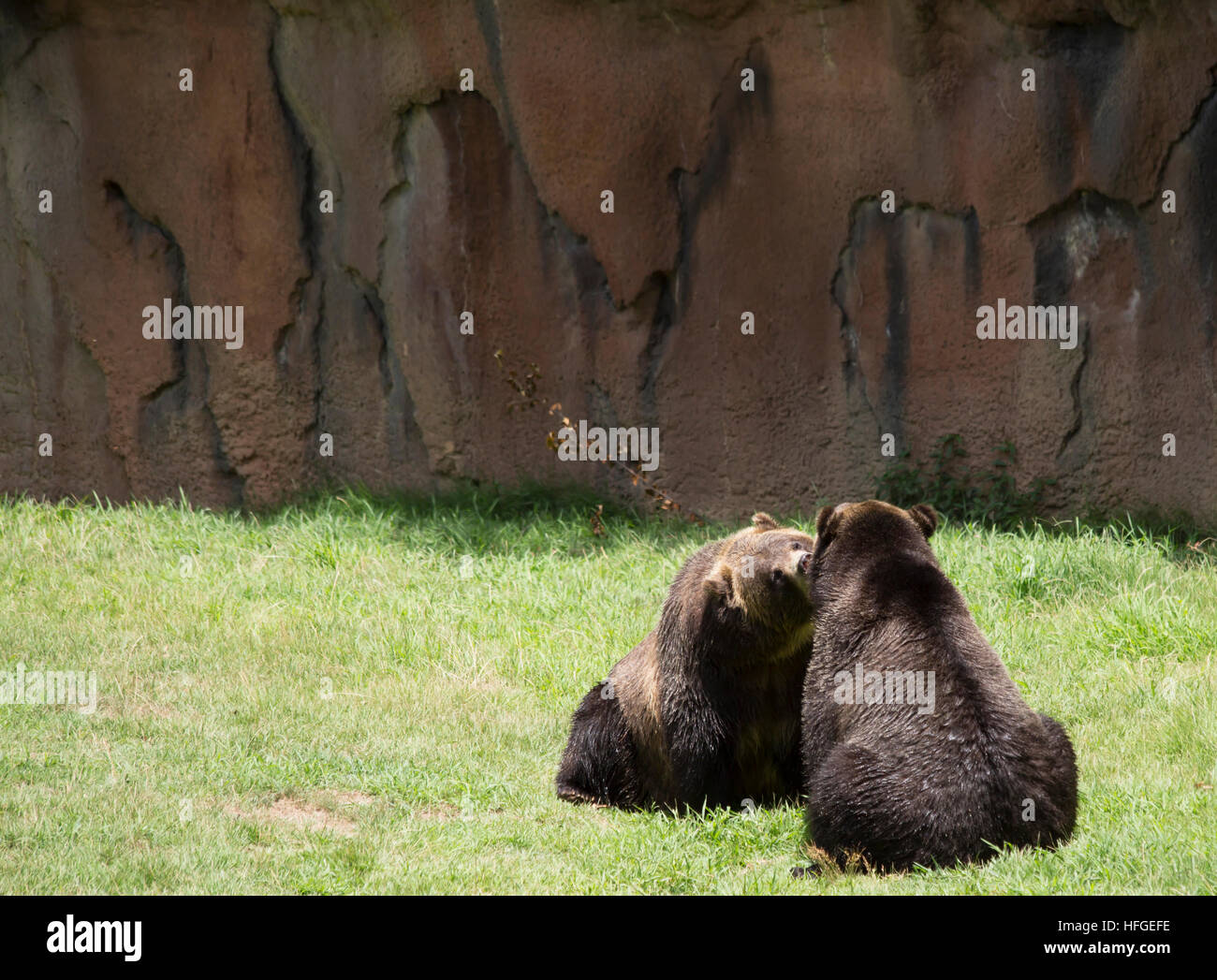 Brown bears (Ursus arctos) mating Stock Photo - Alamy