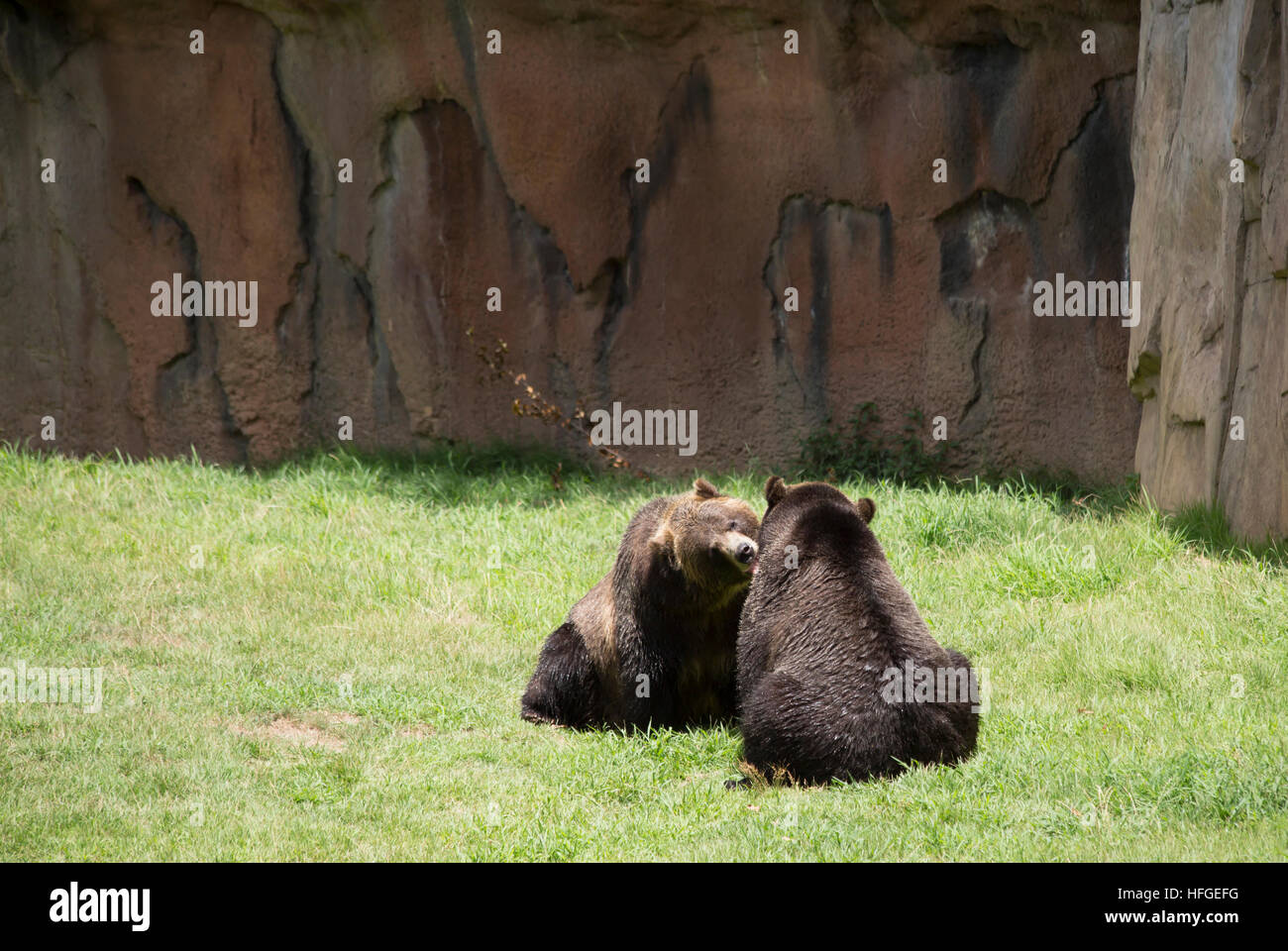 Brown bears (Ursus arctos) mating Stock Photo - Alamy