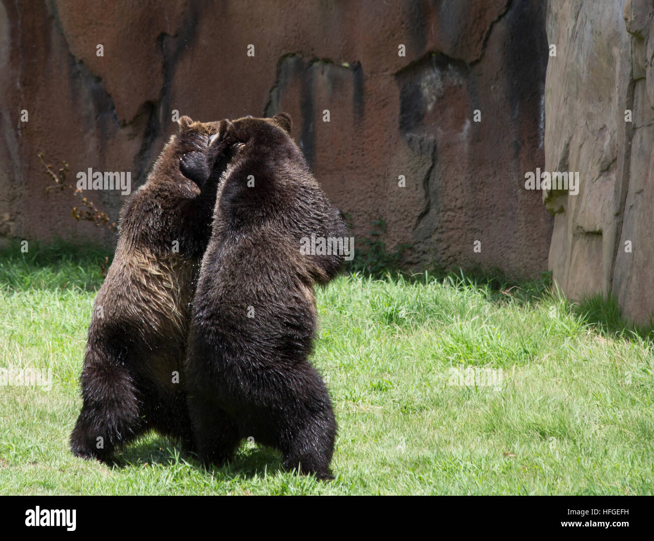 Brown bears (Ursus arctos) mating Stock Photo - Alamy
