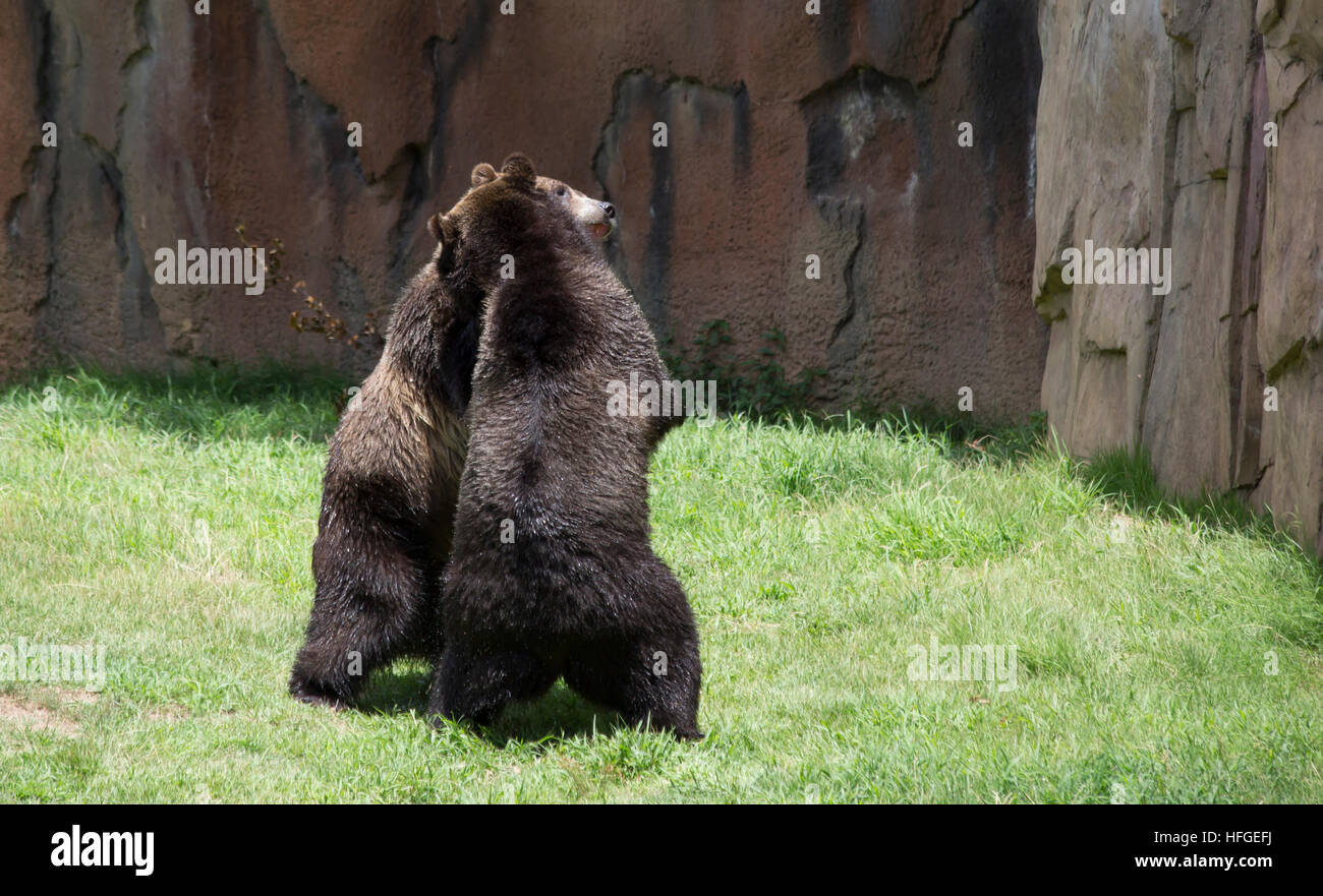 Brown bears (Ursus arctos) mating Stock Photo - Alamy