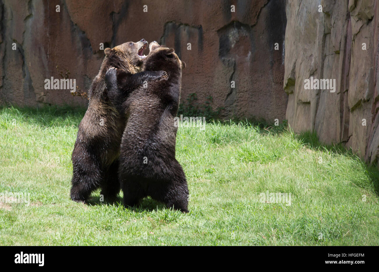 Brown bears (Ursus arctos) mating Stock Photo - Alamy
