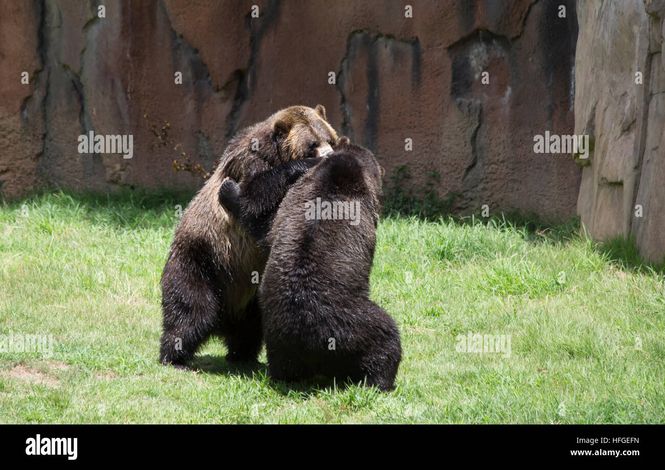 Brown bears (Ursus arctos) mating Stock Photo - Alamy