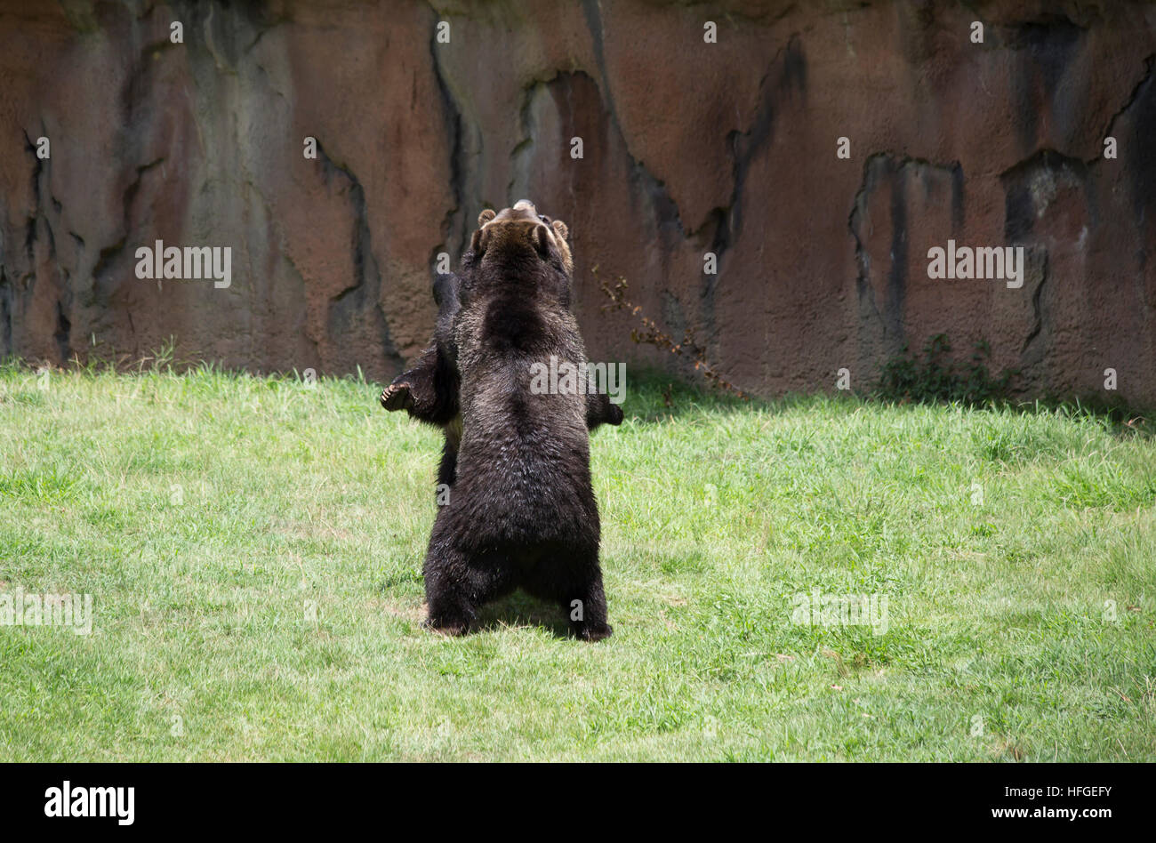 Brown bears (Ursus arctos) mating Stock Photo - Alamy
