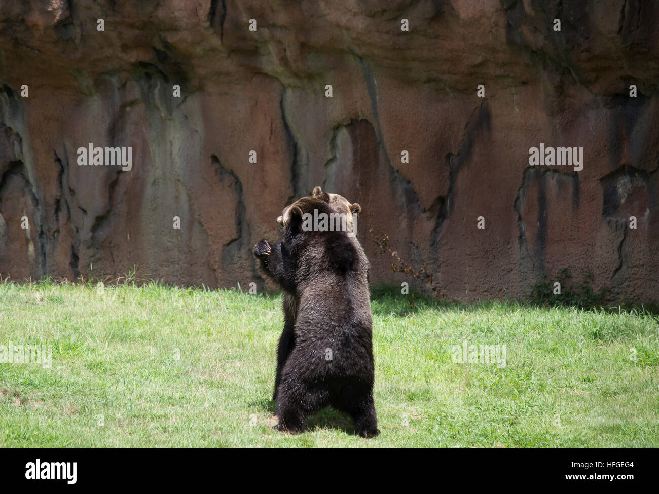 Brown bears (Ursus arctos) mating Stock Photo - Alamy
