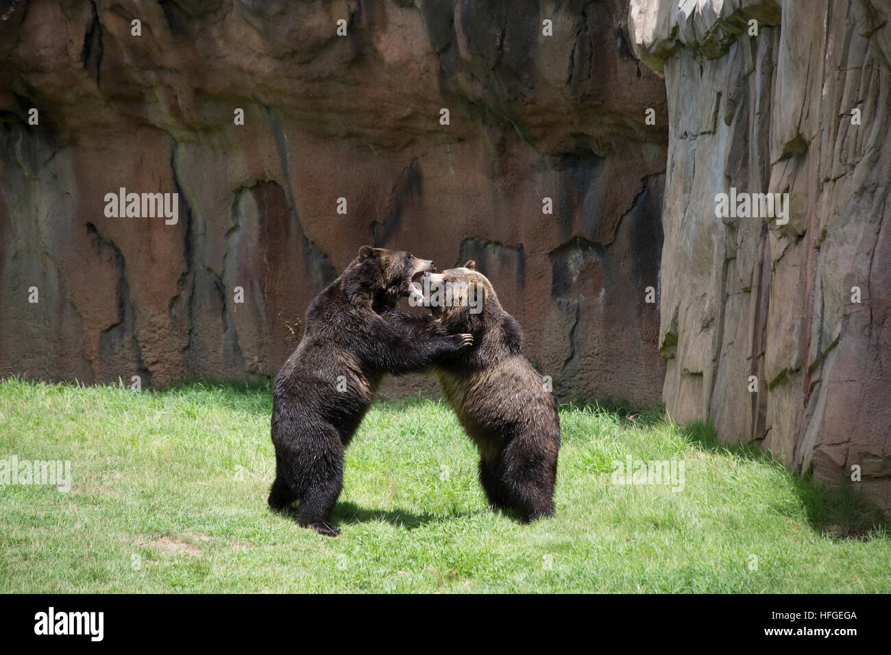Brown bears (Ursus arctos) mating Stock Photo - Alamy