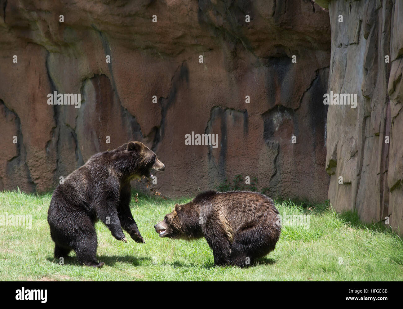 Brown bears (Ursus arctos) mating Stock Photo - Alamy