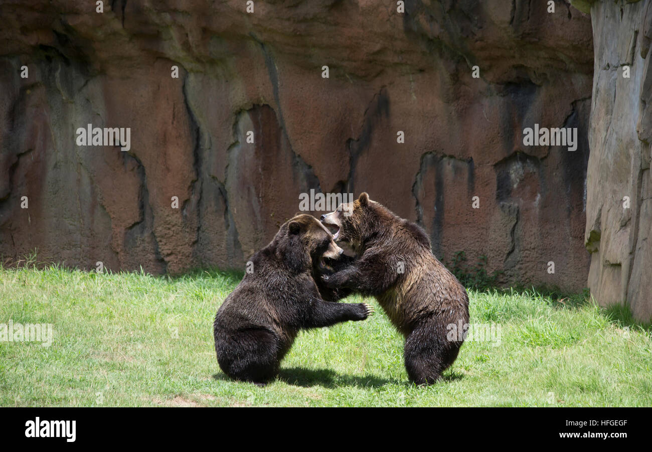 Brown bears (Ursus arctos) mating Stock Photo - Alamy