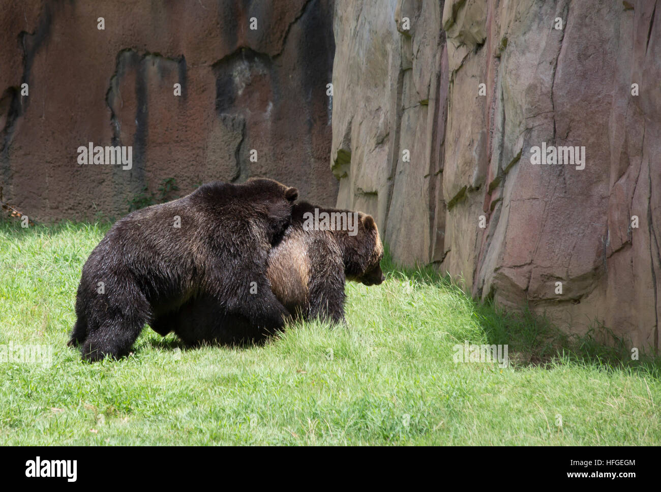 Brown bears (Ursus arctos) mating Stock Photo - Alamy
