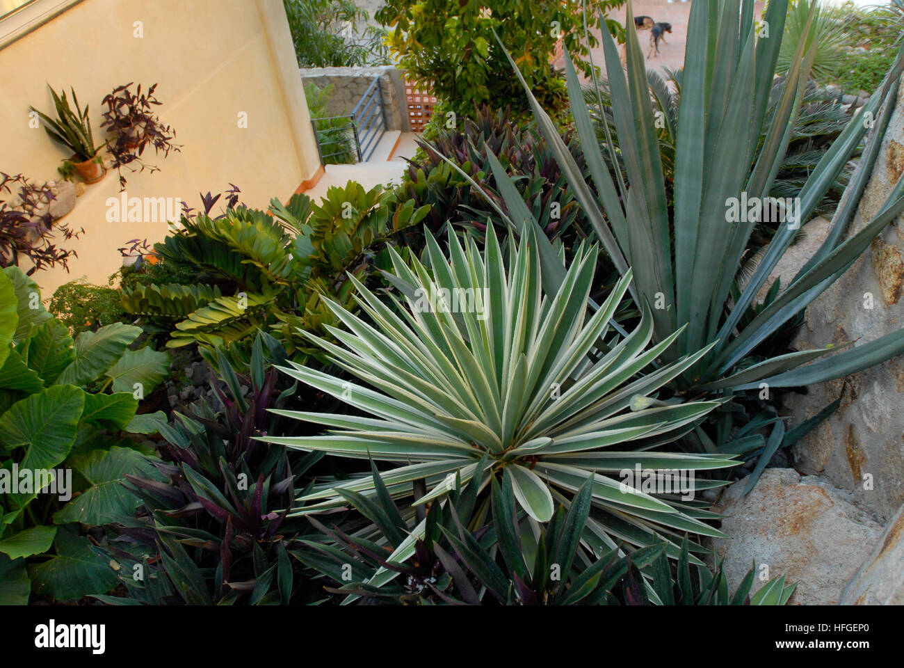 Private Garden in Acapulco, Mexico Stock Photo - Alamy